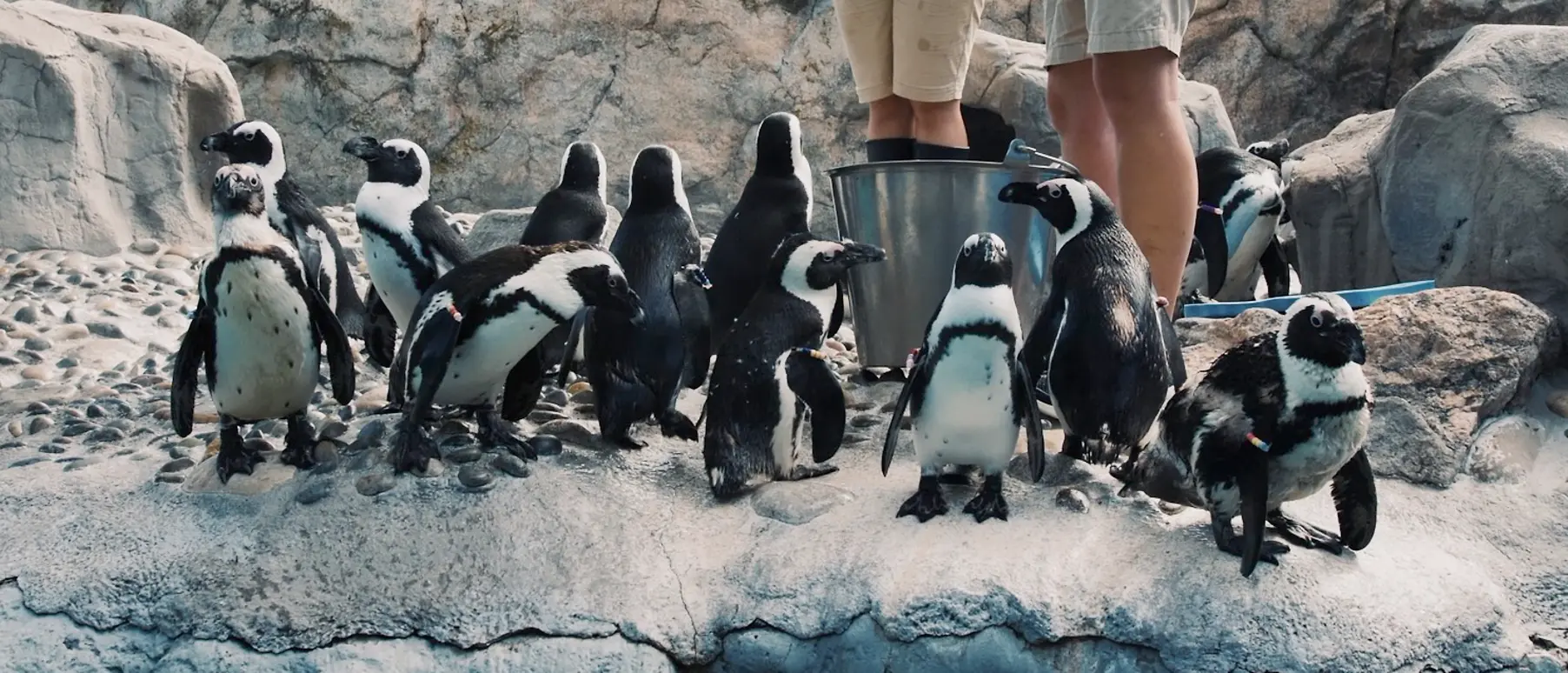 Helping Purps the Penguin Heal