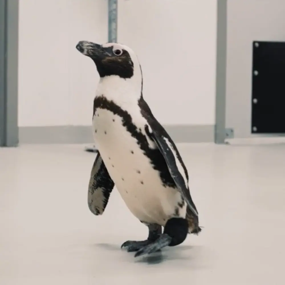 Helping Purps the Penguin Heal