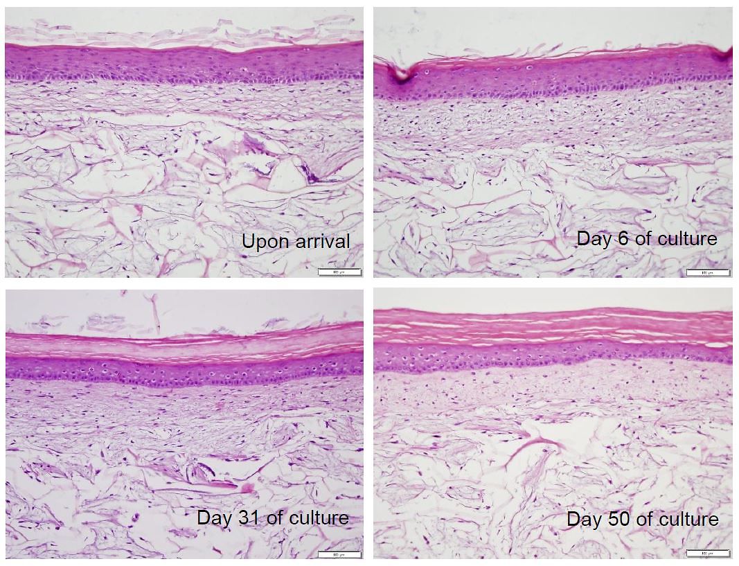 Reconstructed Tissues